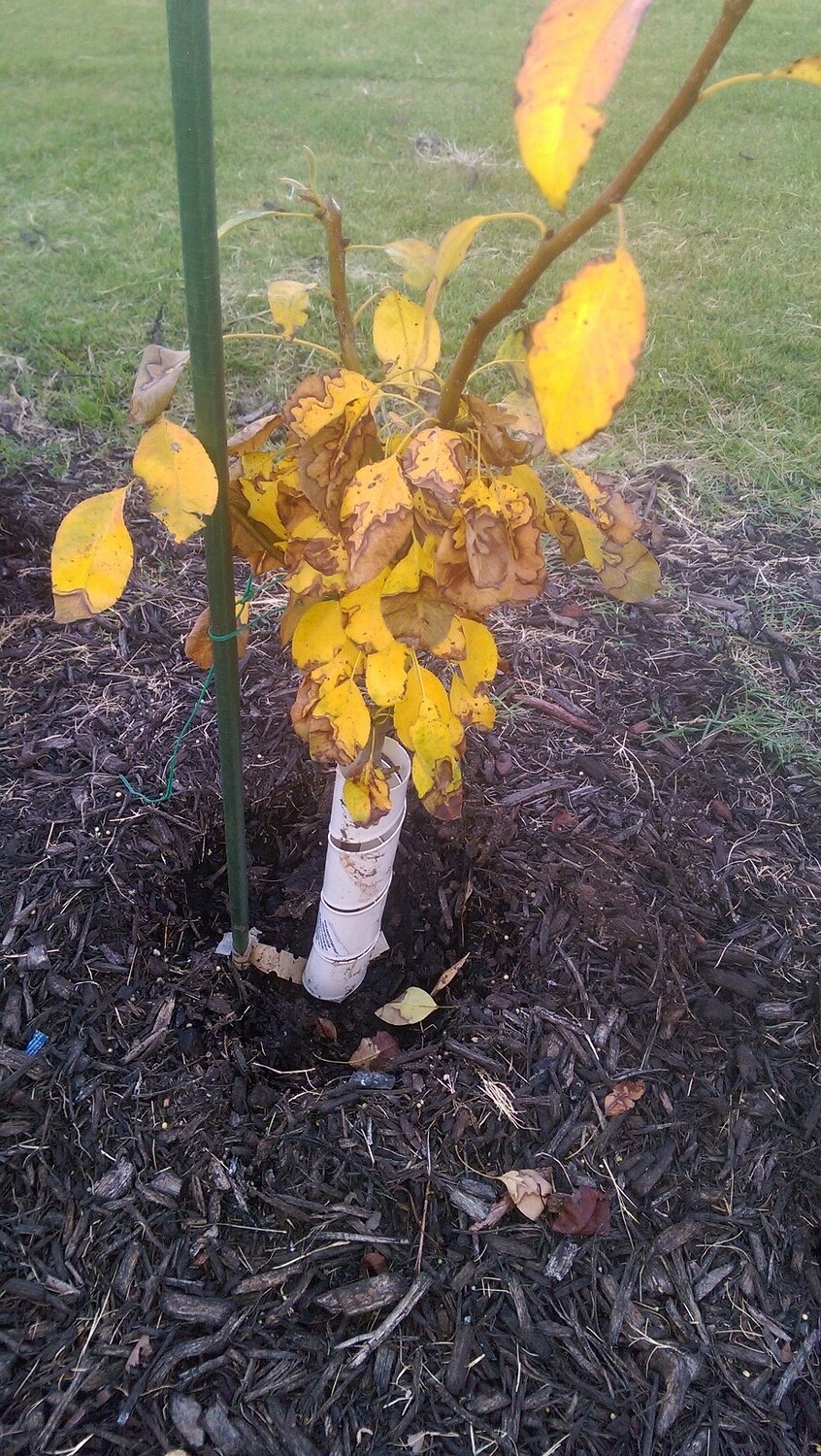 Sudden Pear tree death - General Fruit Growing - Growing Fruit