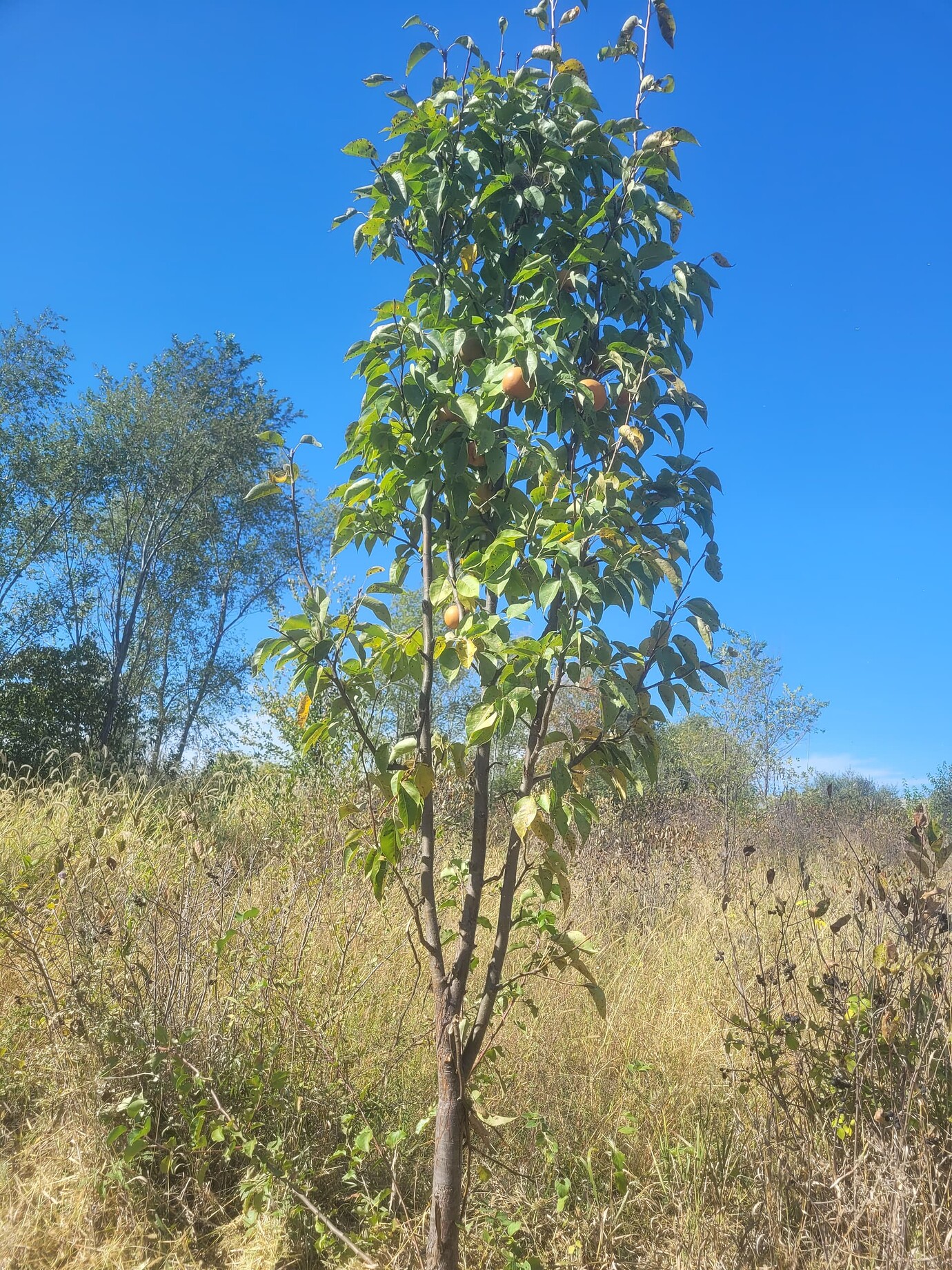 Korean Giant Pear 2022 - General Fruit Growing - Growing Fruit