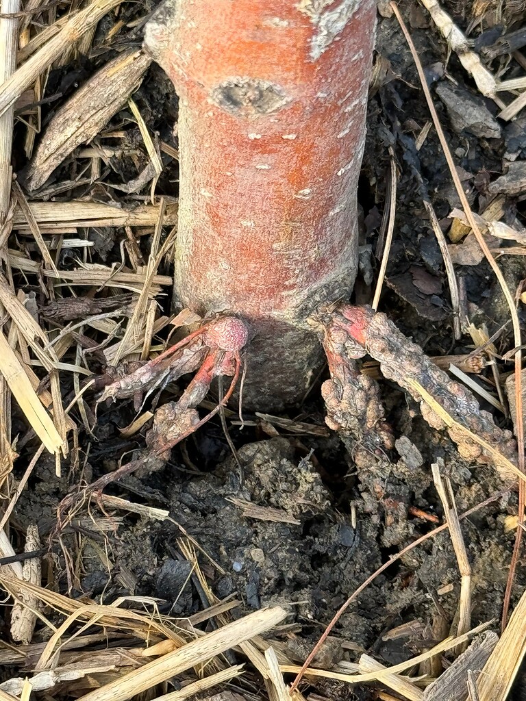 Bulbous / knotty roots…is this a disease or nematode issue? - General ...