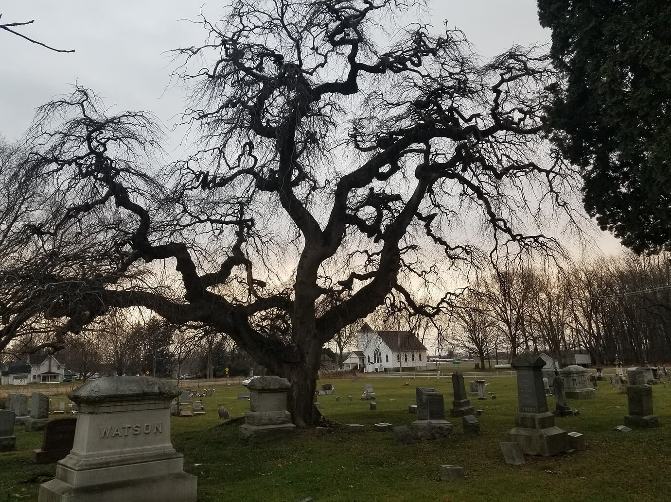 Show us your contorted/weeping/oddball trees/plants - Pictures ...