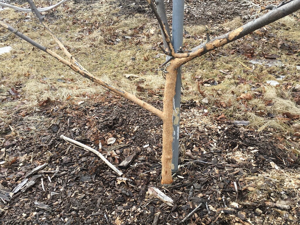 Rabbit damage of my fruit trees - Page 2 - General Fruit Growing ...