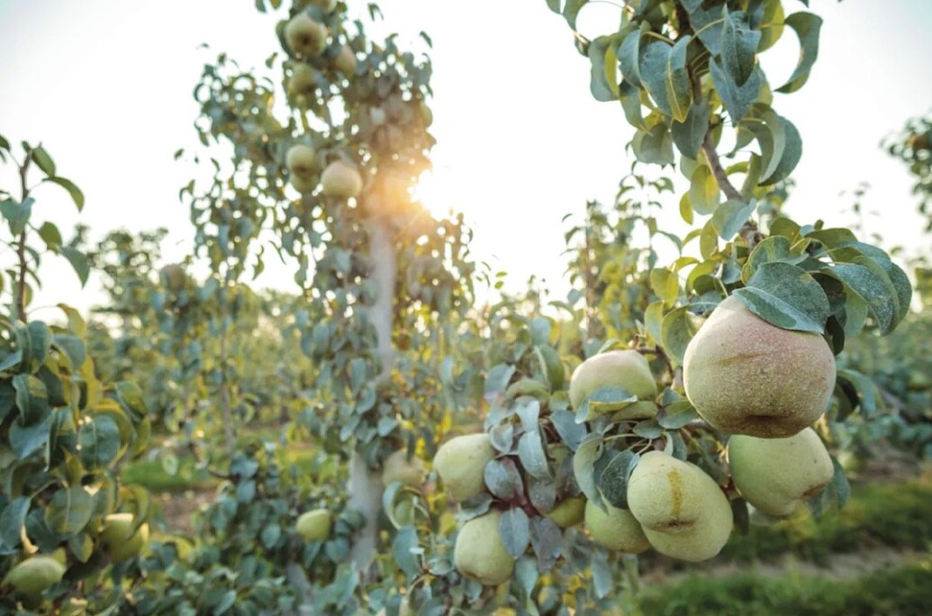 Who is Harry & Davids? Why are their pears special? - General Fruit ...