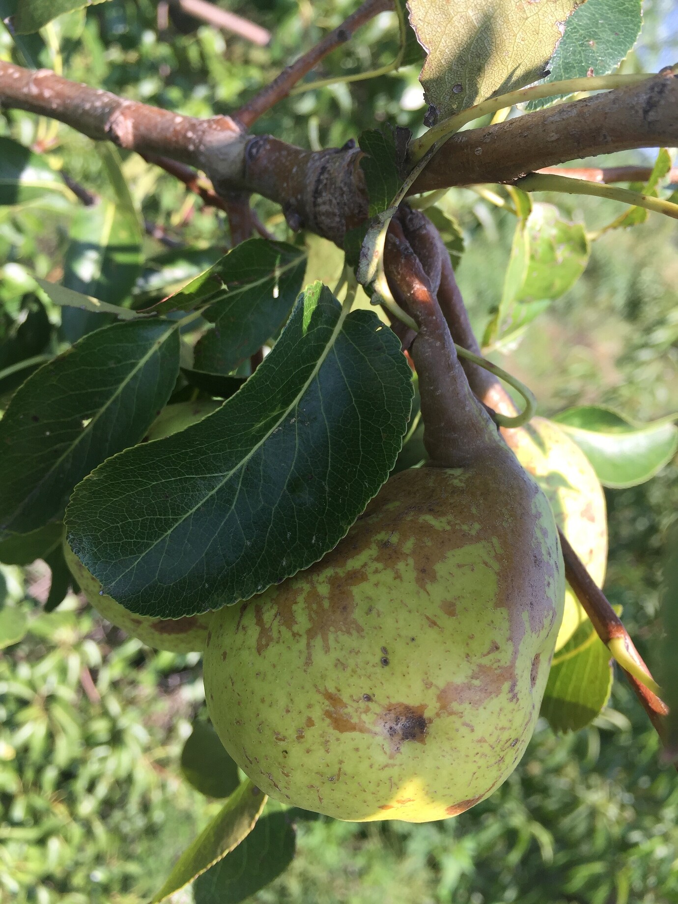 Clark's Small Yellow Pear - General Fruit Growing - Growing Fruit