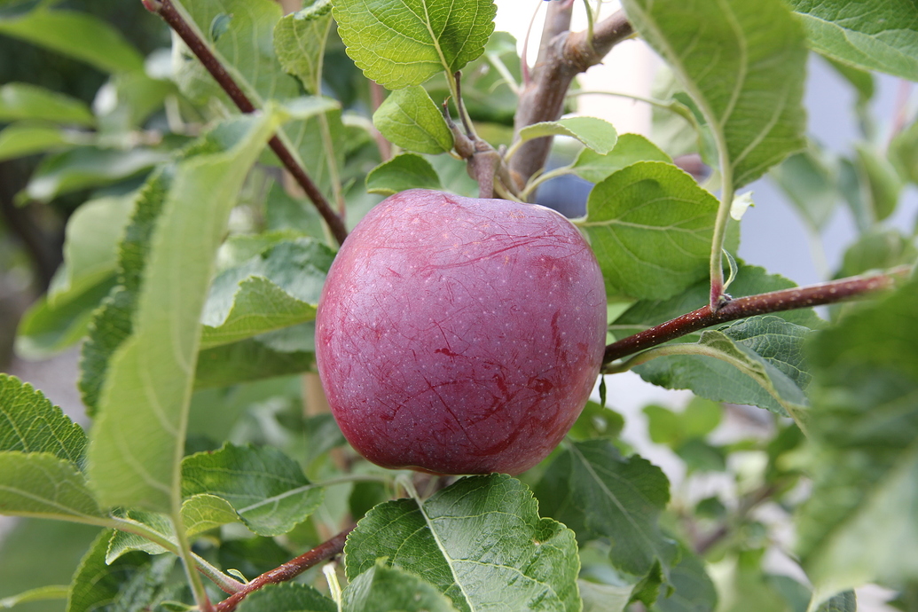 William's Pride apple - is it good? - Page 4 - General Fruit Growing ...