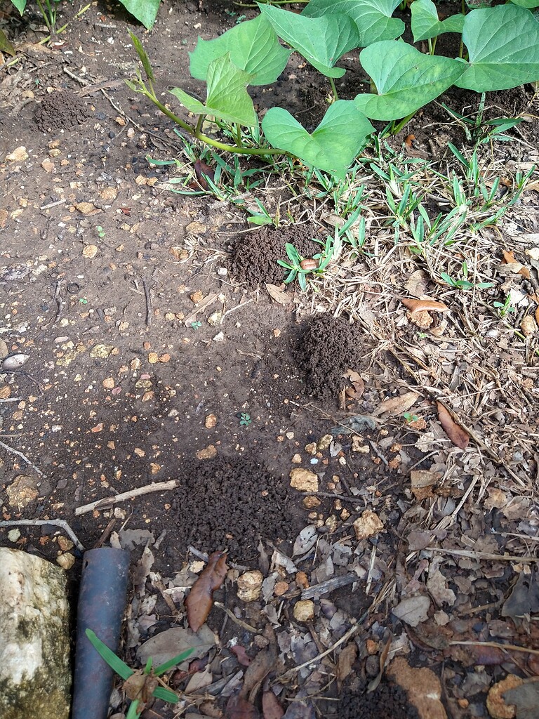 What is the small mound? - General Gardening - Growing Fruit