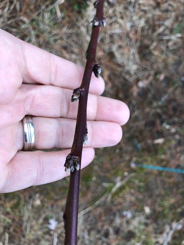 Normal dormant buds - General Fruit Growing - Growing Fruit