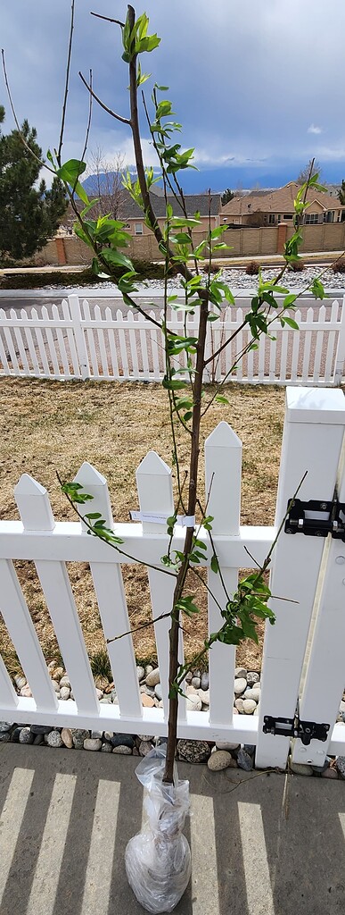 Peach Tree from TyTy - General Fruit Growing - Growing Fruit