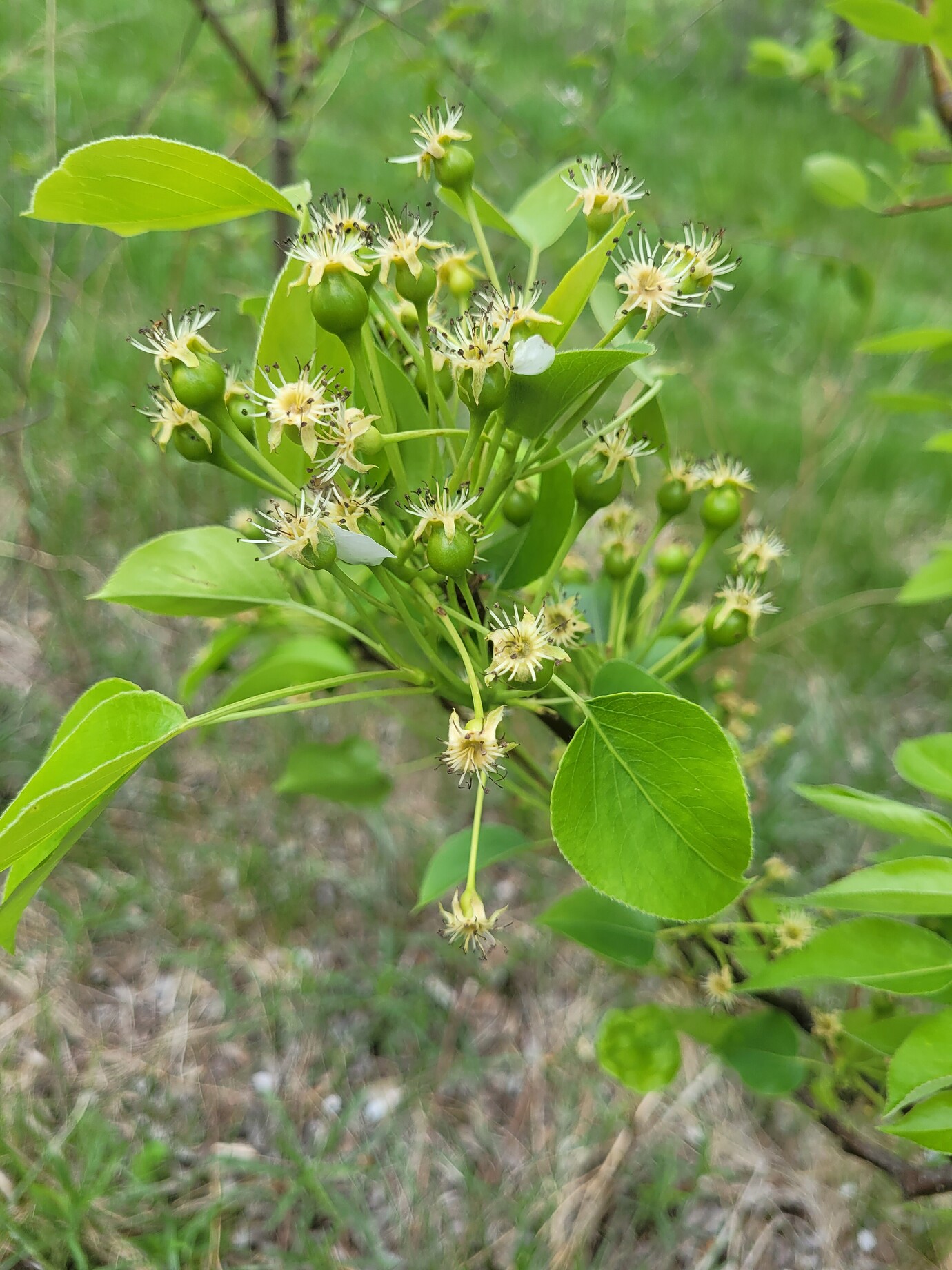 Pai Li Asian pear - General Fruit Growing - Growing Fruit