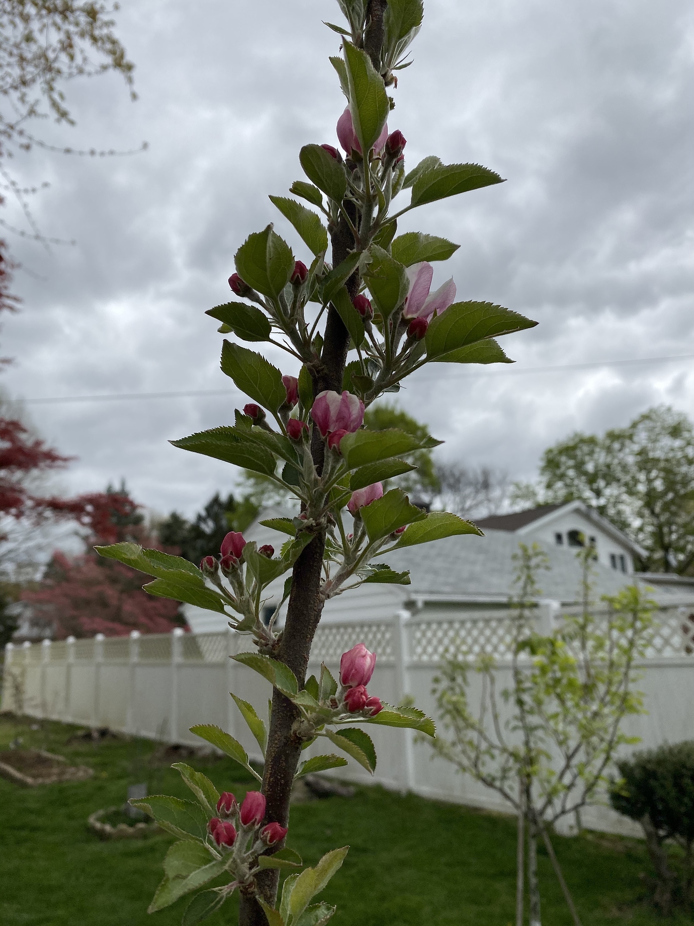 Grafting Apple trees - General Fruit Growing - Growing Fruit