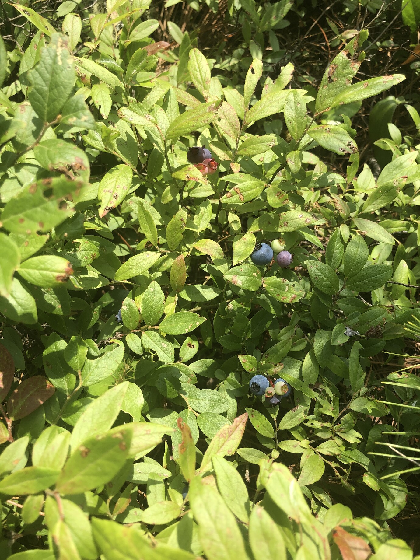 Boundary Waters (Canada) Wild Blueberries - General Fruit Growing ...