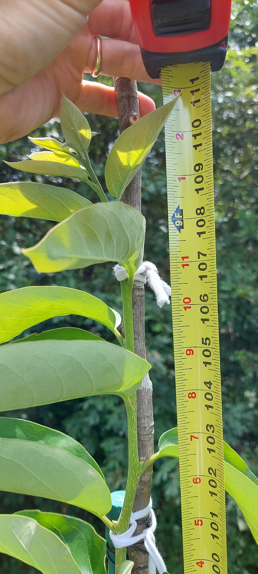 World Record ? Persimmon growth - General Fruit Growing - Growing Fruit