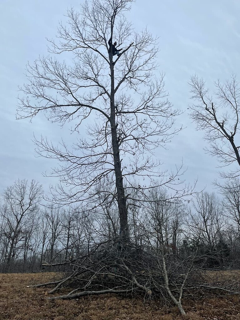 Winter tree work? - General Gardening - Growing Fruit