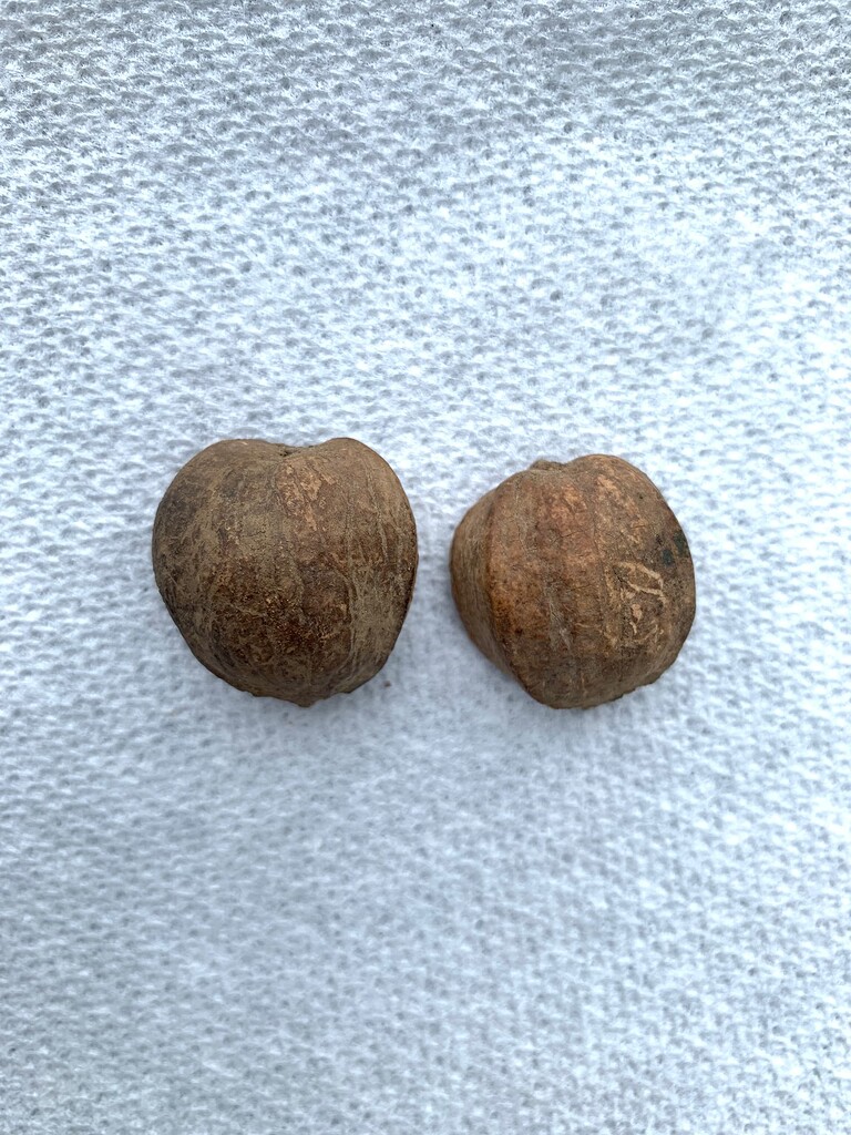 Nut identification. Heartnut possibly? - General Fruit Growing ...