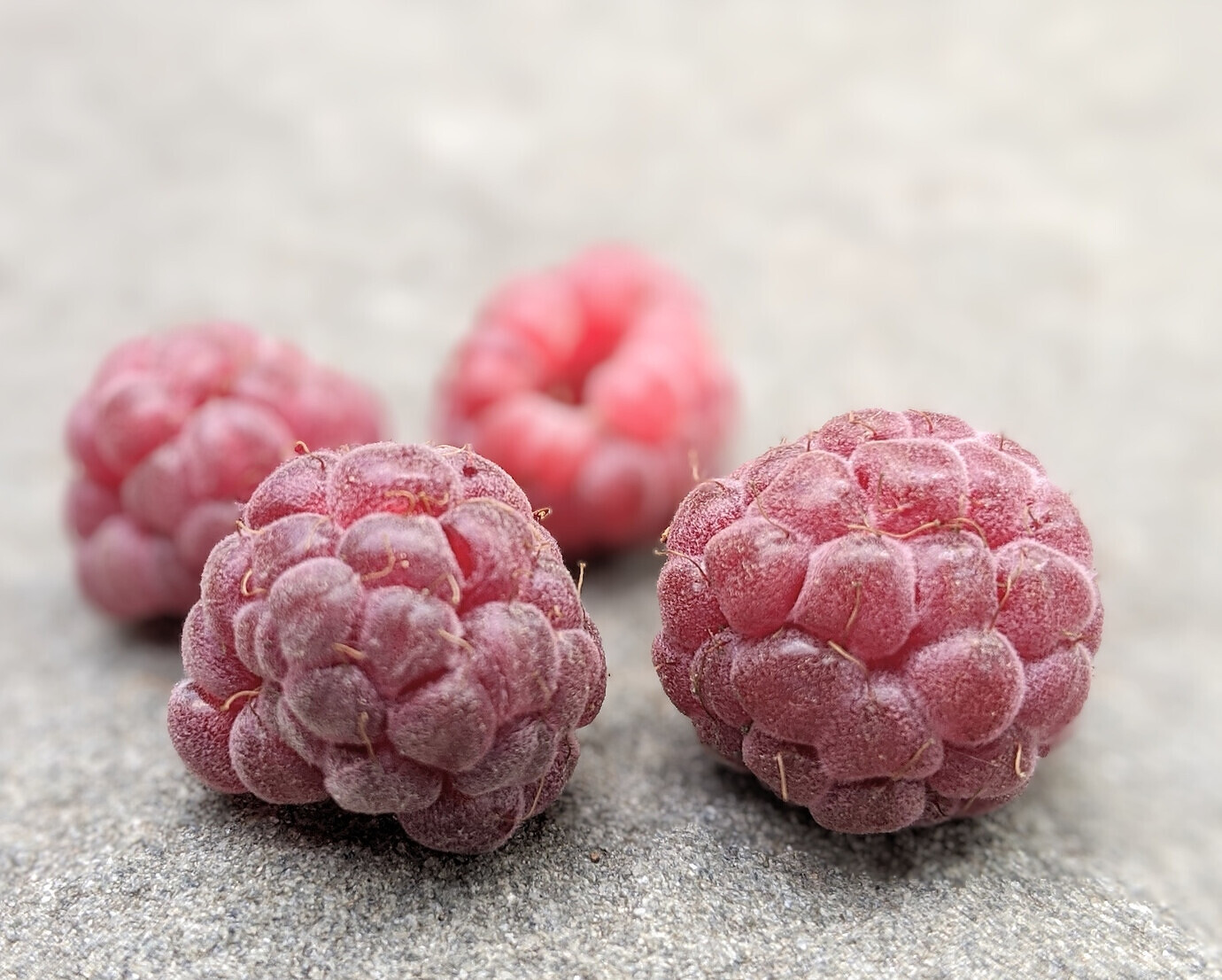Glencoe Raspberry is it a red or purple raspberry? - General Fruit ...
