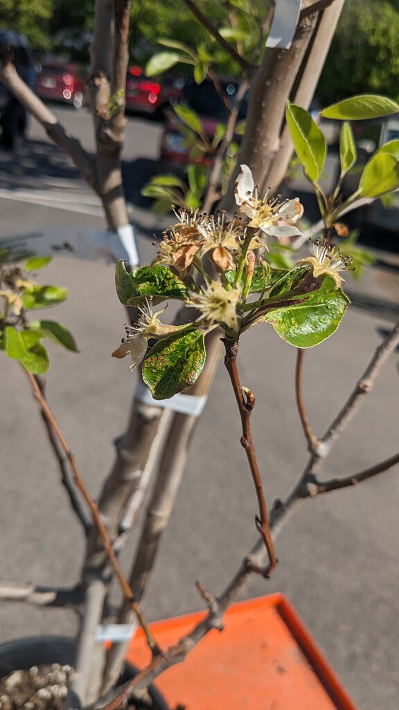 Pearleaf blister mite on tree at nursery? - General Fruit Growing ...
