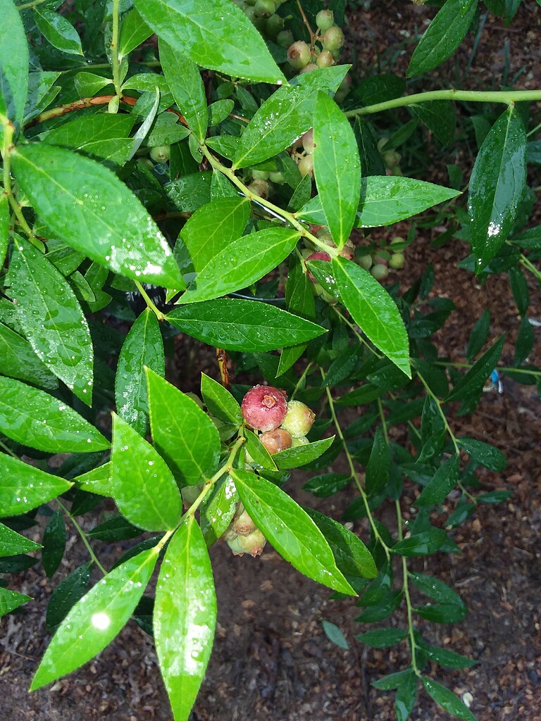 Pink Lemonade ripening this early was a surprise - Pictures! - Growing ...