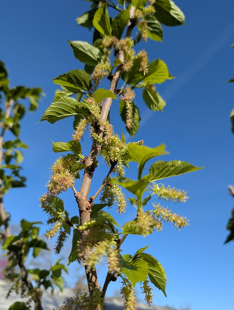 Grafted mulberry scions: male flowers only? - General Fruit Growing ...