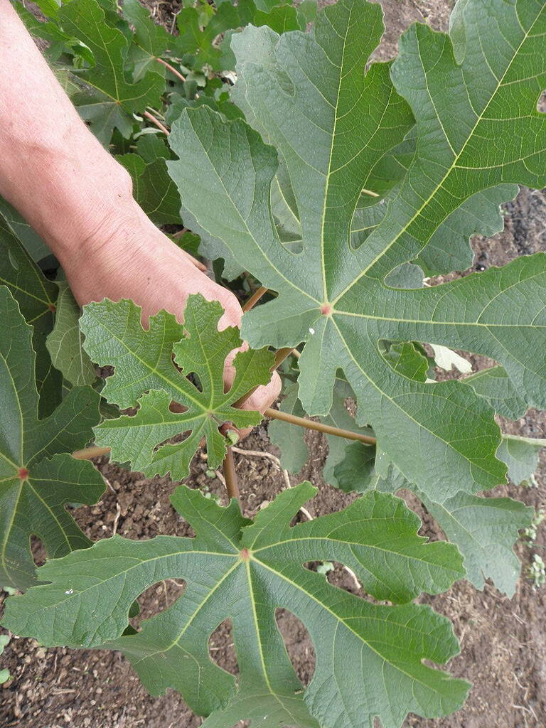 Fig Seedlings- Controlled Cross - General Fruit Growing - Growing Fruit