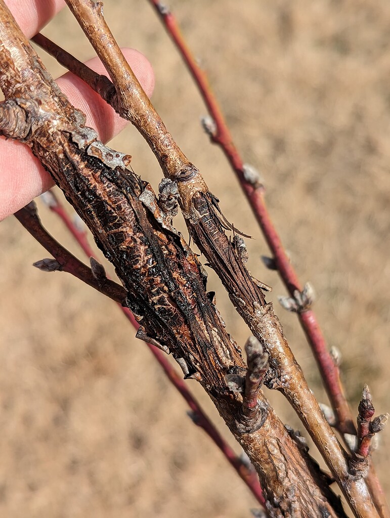 Arctic glo bark damage - General Fruit Growing - Growing Fruit