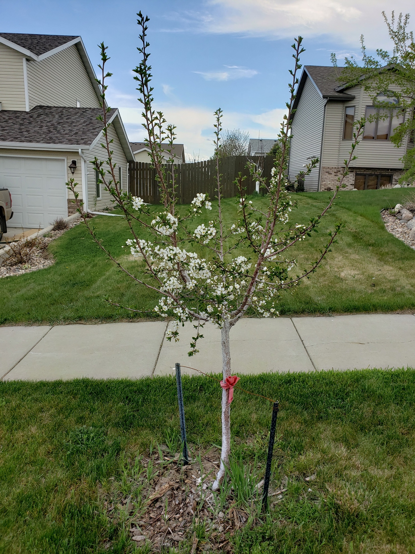 Juliet Cherry - General Fruit Growing - Growing Fruit