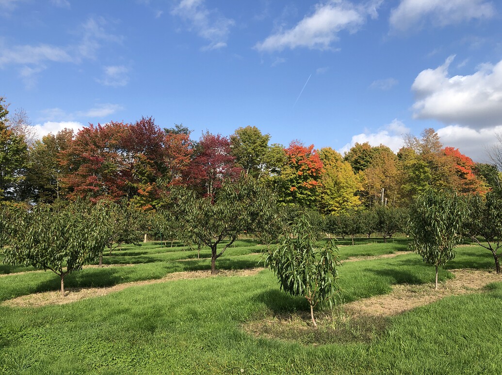 Peach orchard - high density spacing - General Fruit Growing - Growing ...