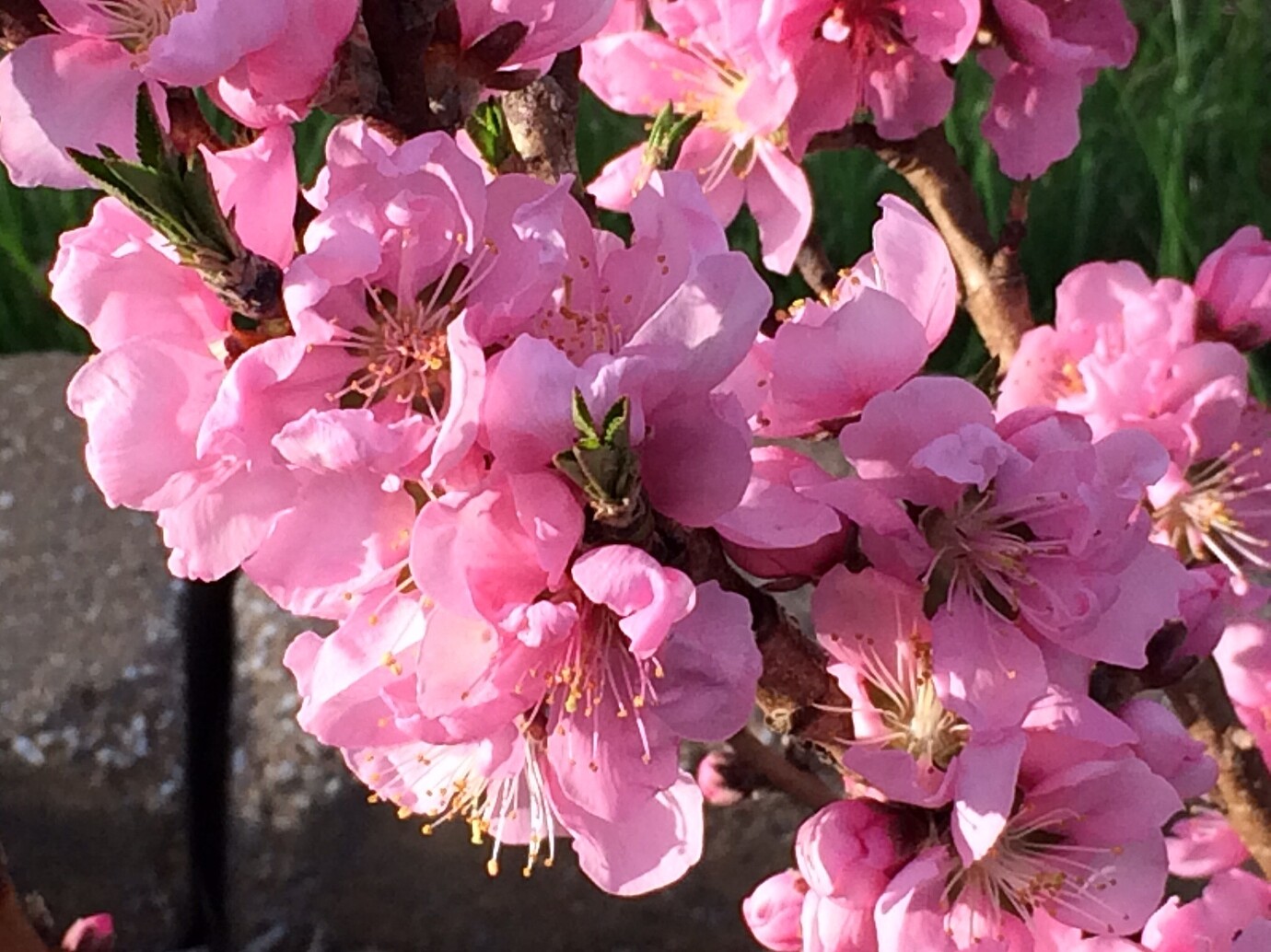 Genetic dwarf peaches - General Fruit Growing - Growing Fruit