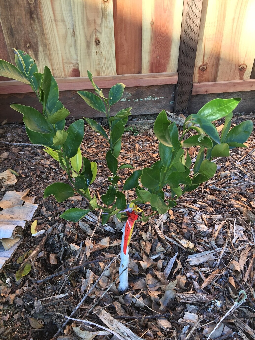 Gold Nugget Mandarin - General Fruit Growing - Growing Fruit