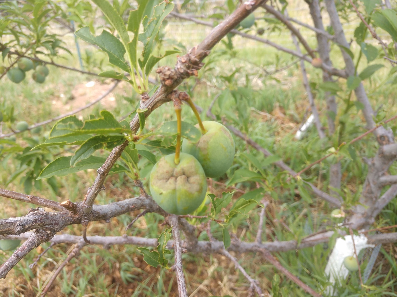 Blemishes on my apricots - General Fruit Growing - Growing Fruit