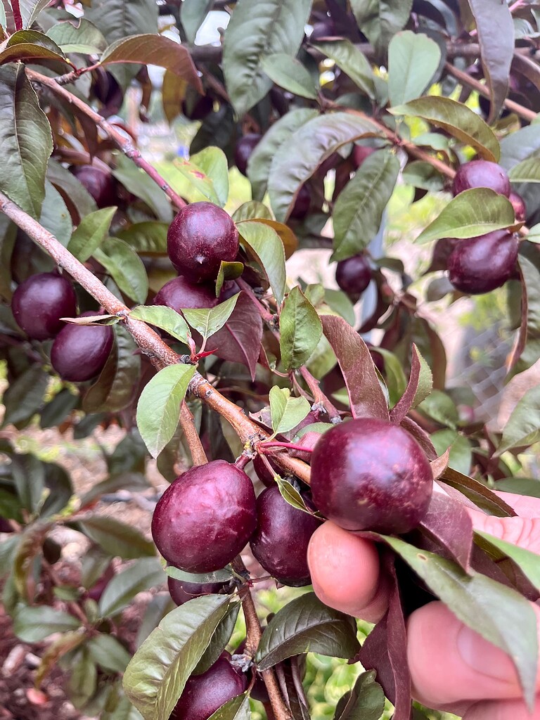 Anyone else excited for nectaplums? - General Fruit Growing - Growing Fruit