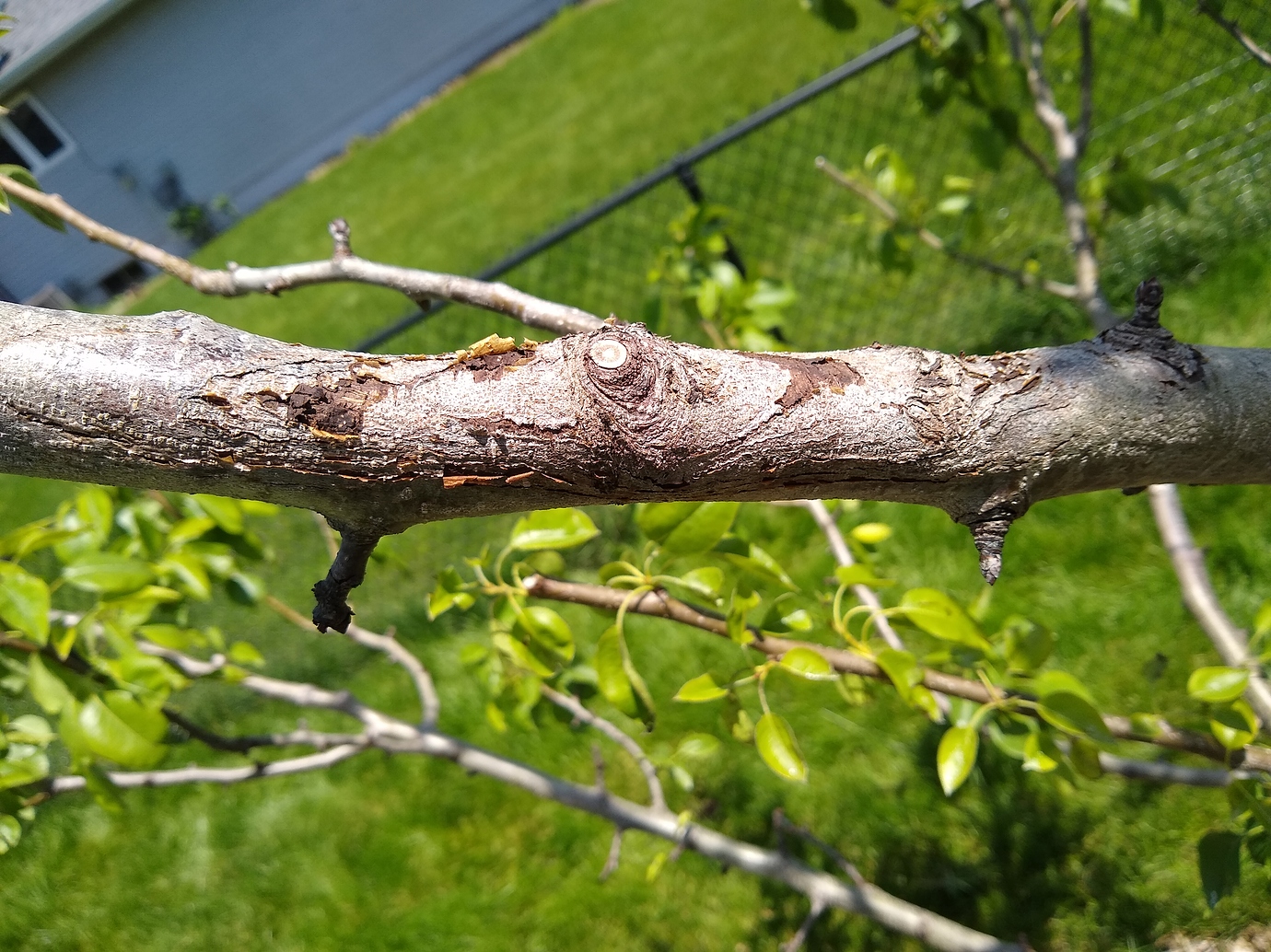 Pear disease and Insect identification - General Fruit Growing ...