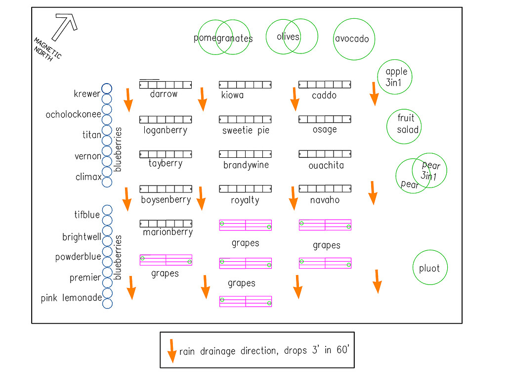 Which direction to plant blackberries and grapes? - General Fruit ...