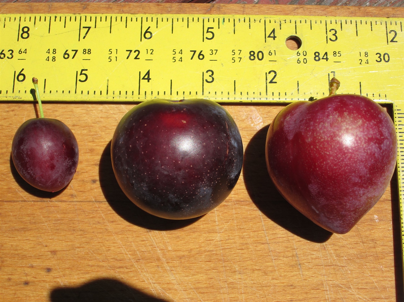 Pluerry size comparison - General Fruit Growing - Growing Fruit