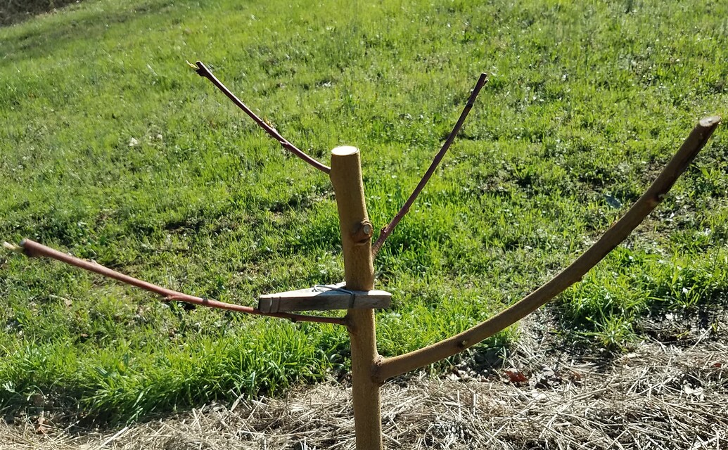 Peach tree branches - General Fruit Growing - Growing Fruit