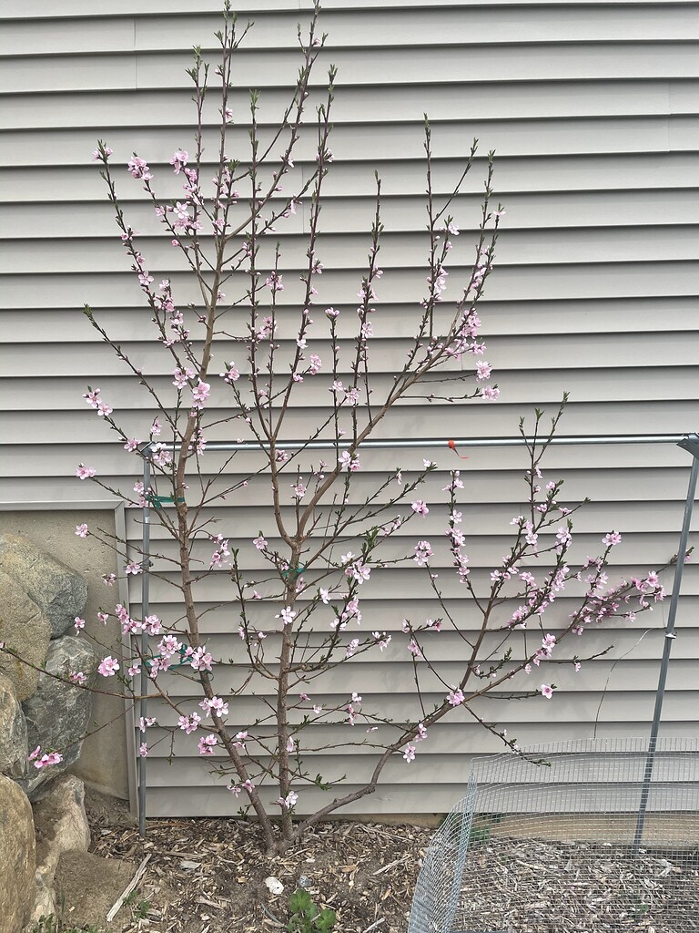 UFO peach - Pictures! - Growing Fruit