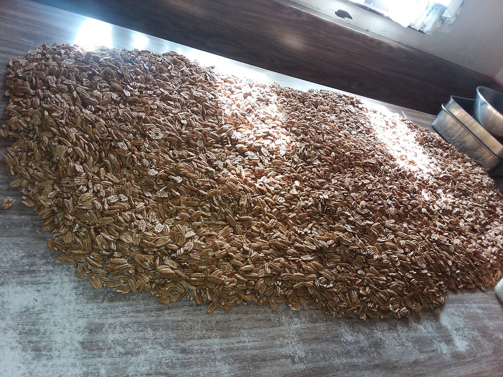 Sorting pecans today - Pictures! - Growing Fruit