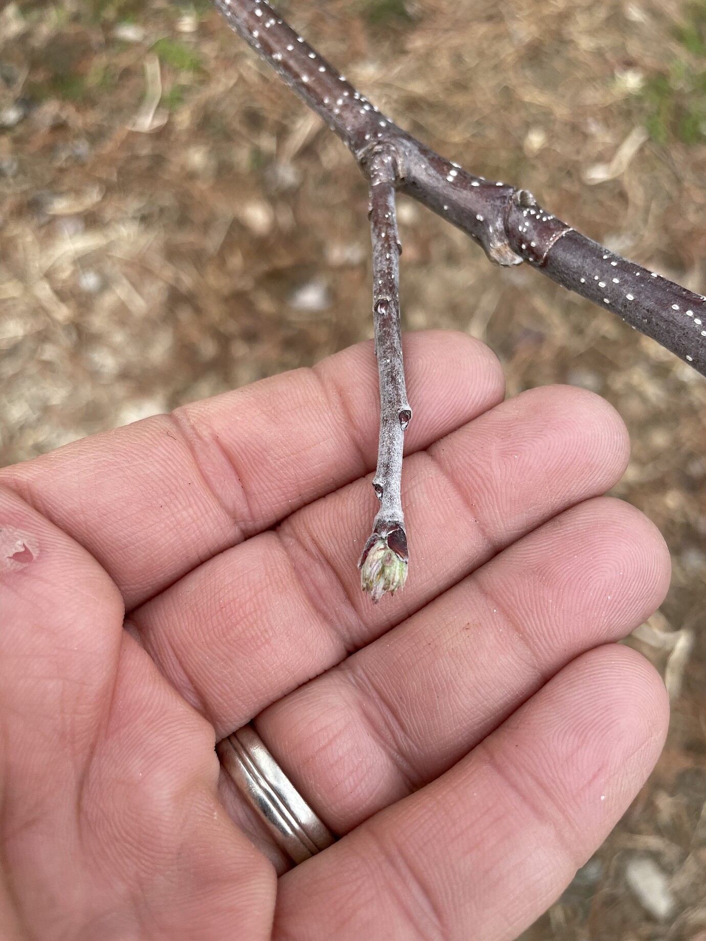 Split in Apple trunk - General Fruit Growing - Growing Fruit