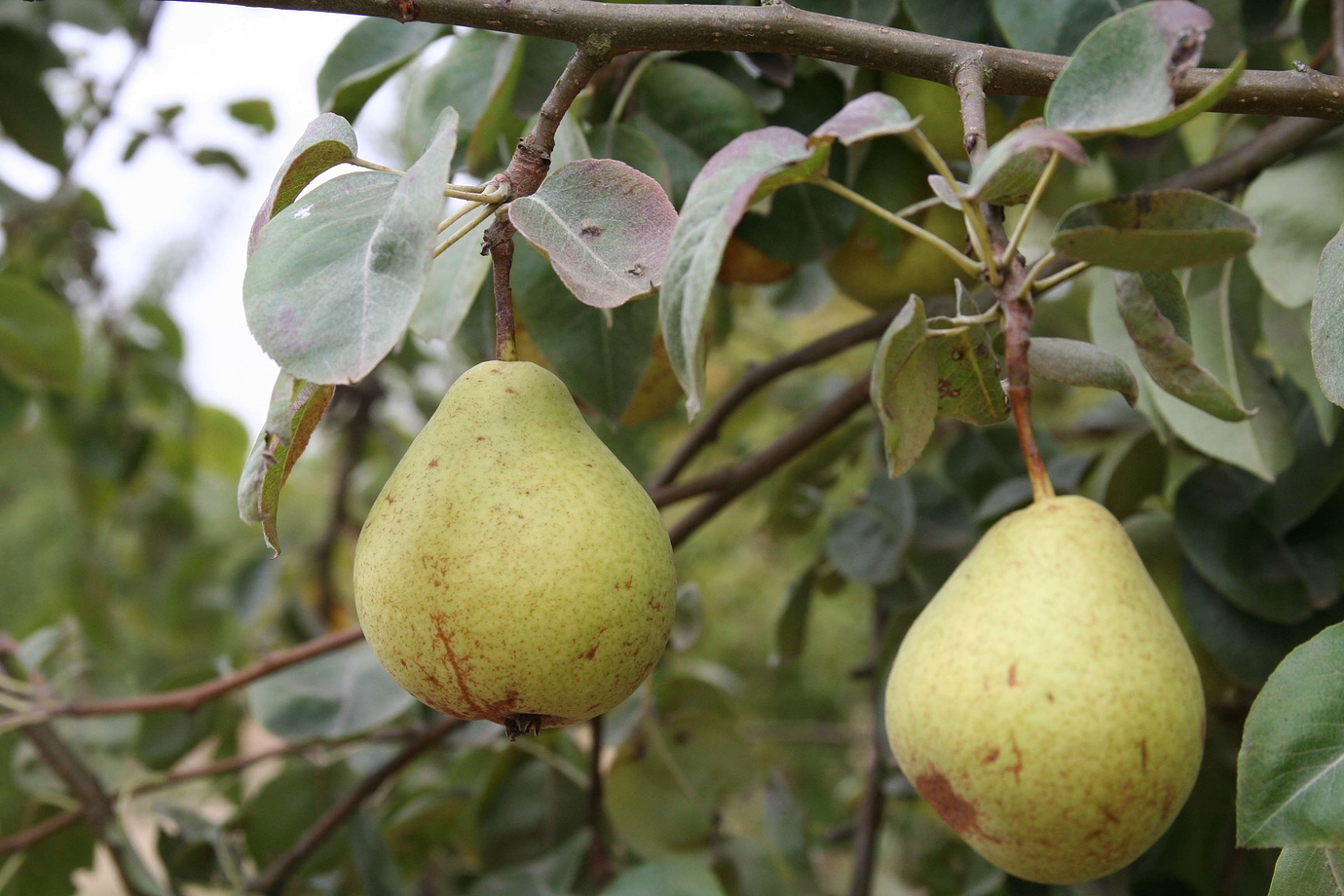 Pear rootstocks influence on Fruit size - General Fruit Growing ...