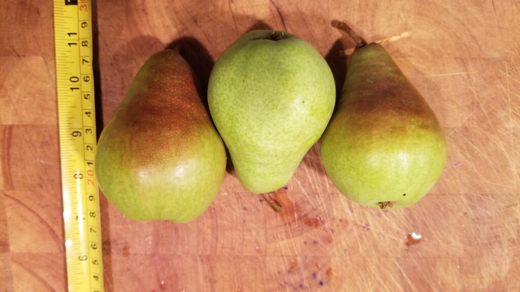 Morettini and Ubileen early pear harvest - General Fruit Growing ...