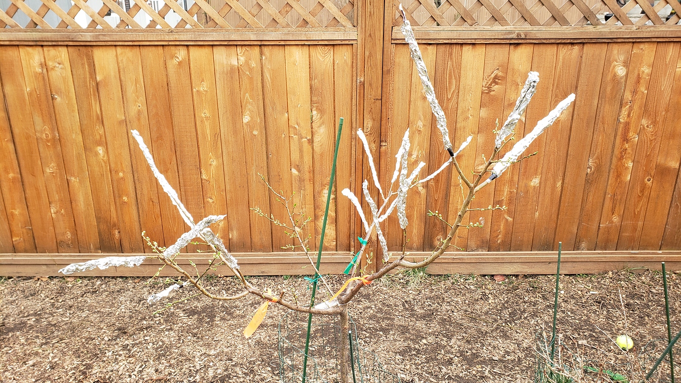 How do you determine the right time to graft plums? - General Fruit ...