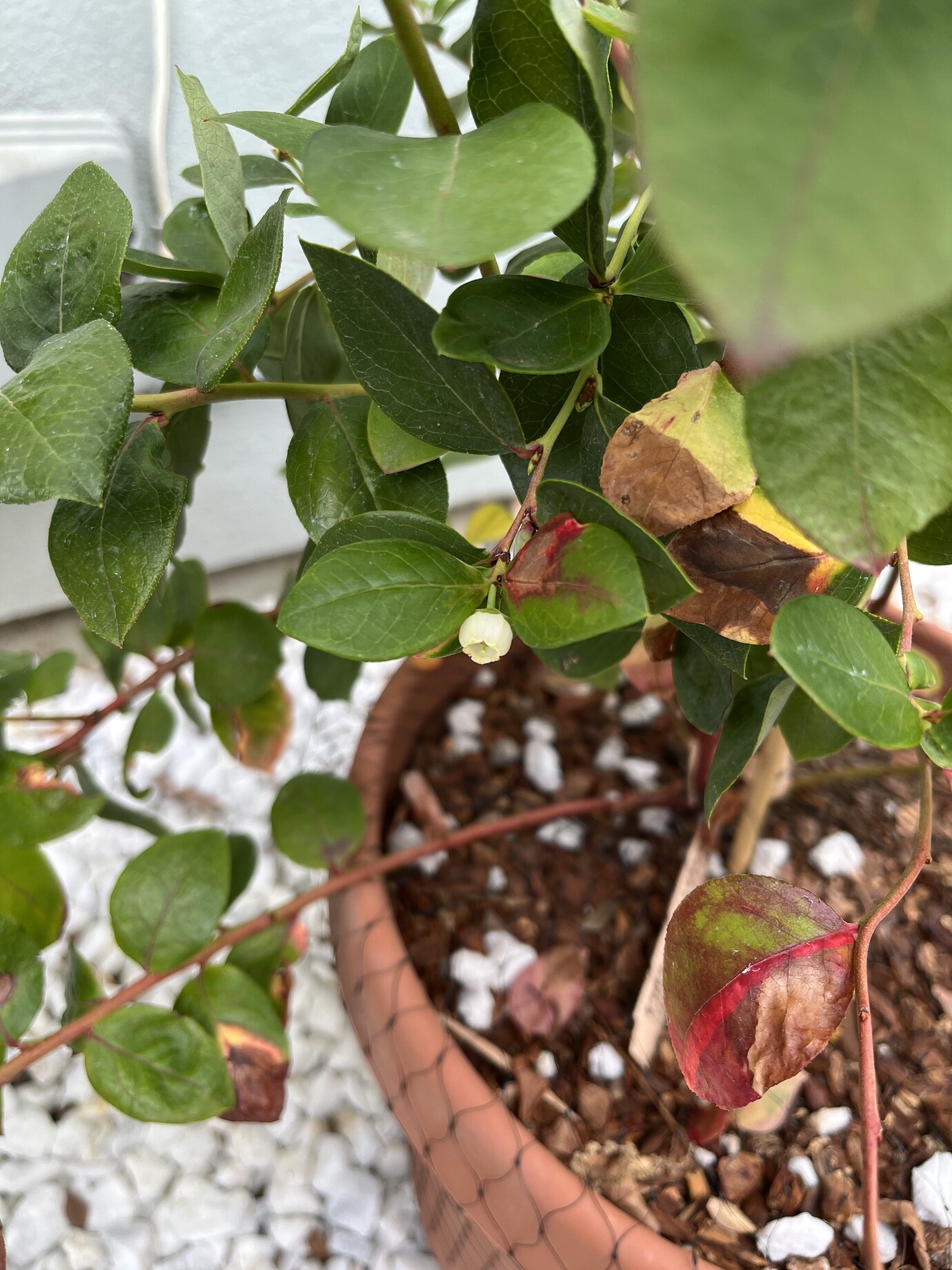 Emerald blueberry bloom in November - General Fruit Growing - Growing Fruit