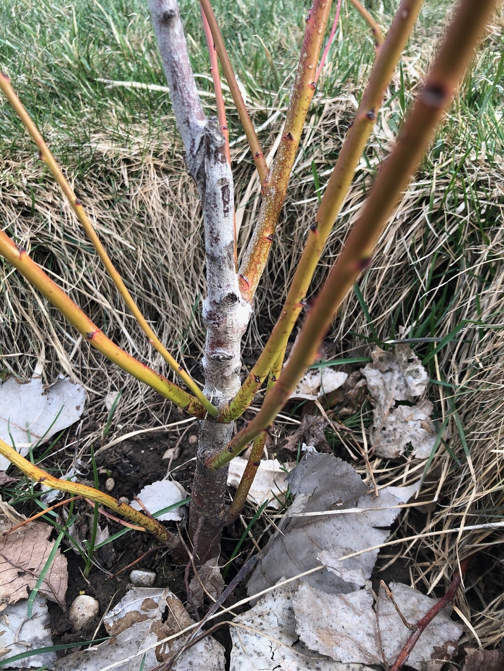 Are all the new branches on these two peach trees below the graft ...