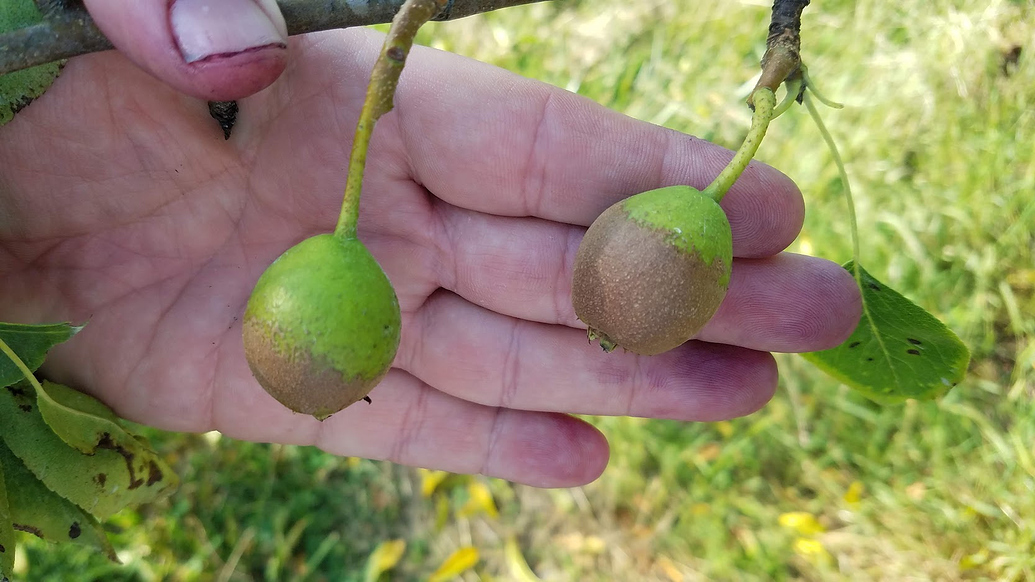 Very Deformed Pears - General Fruit Growing - Growing Fruit