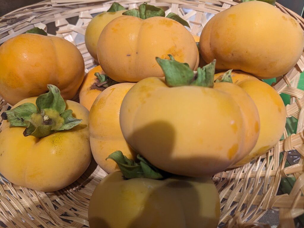 Screw apples, grow persimmons - General Fruit Growing - Growing Fruit