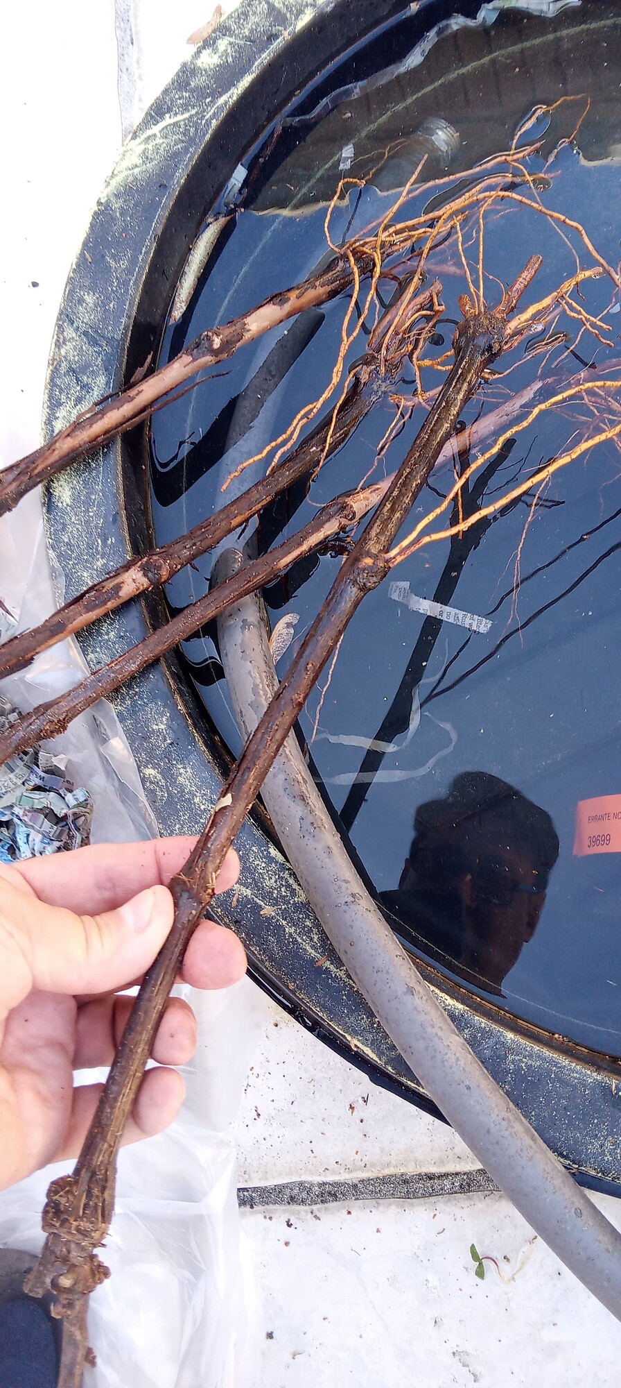 Planting Bare Root Grapes - General Fruit Growing - Growing Fruit