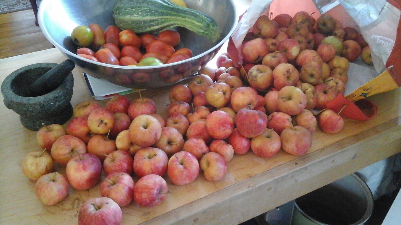 Chestnut crabapple - General Fruit Growing - Growing Fruit
