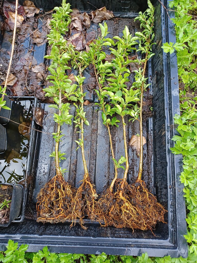 Own-Root Columnar Apple Roots - General Fruit Growing - Growing Fruit