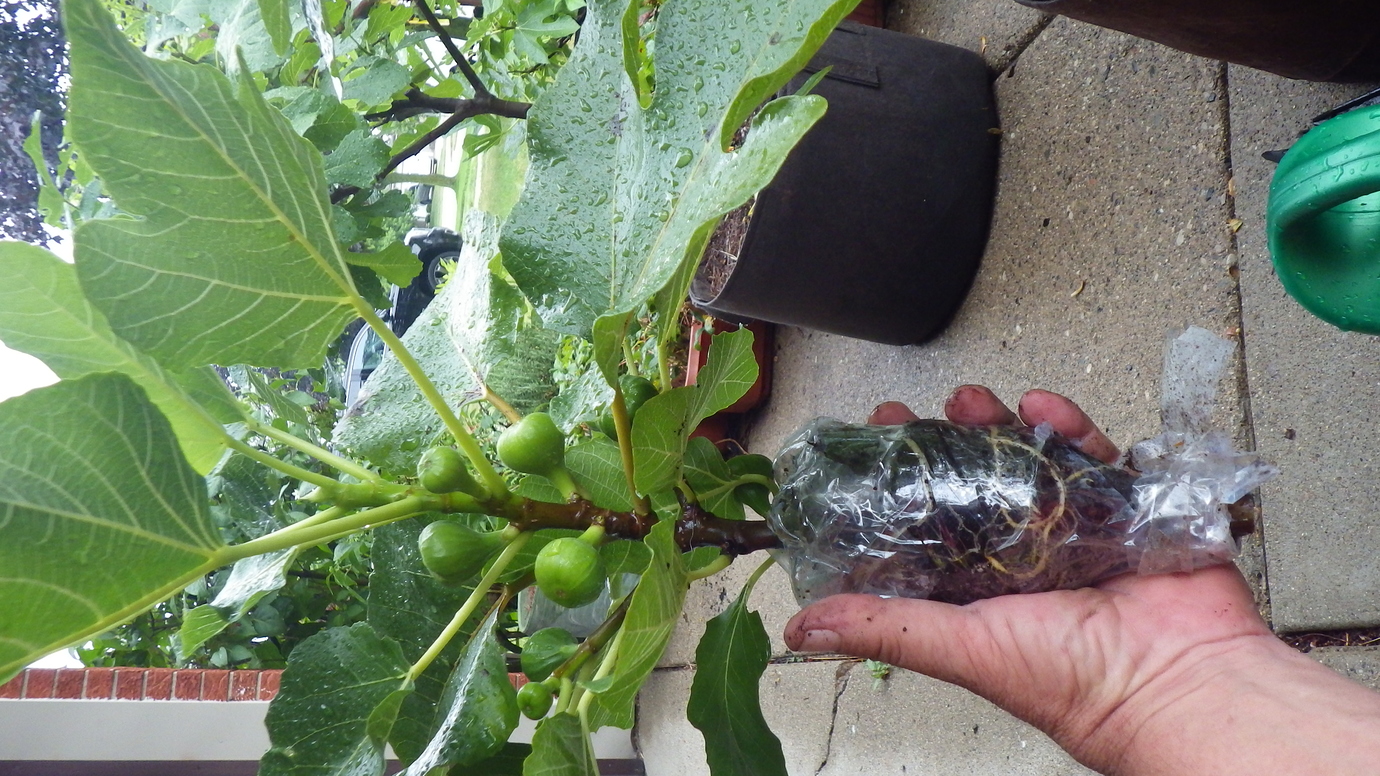 Air layering or marcotting, a tutorial - General Fruit Growing ...