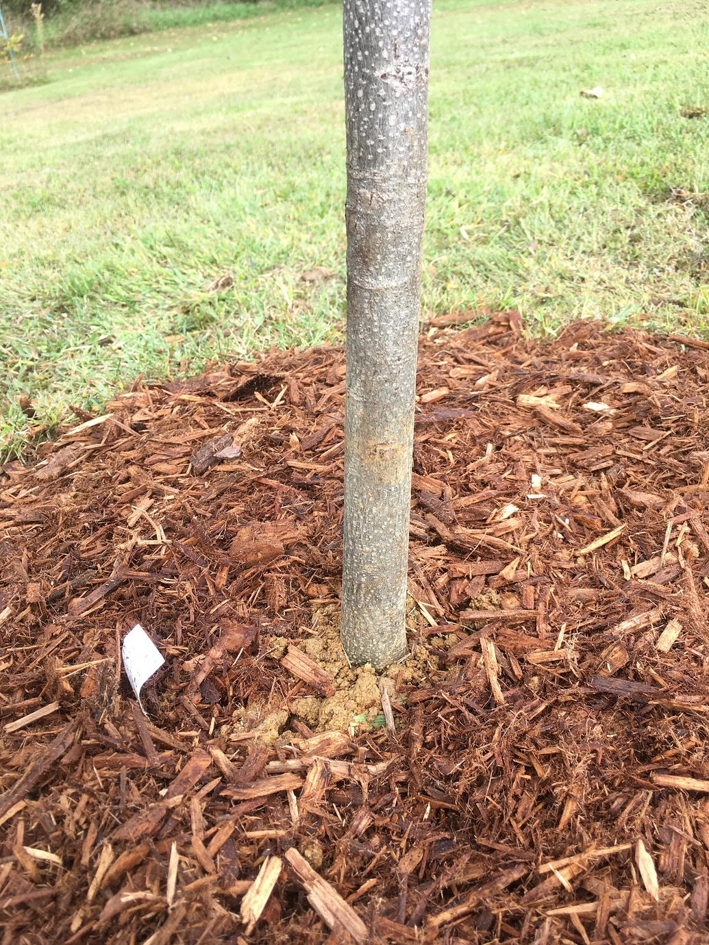 Planting on a Hillside in Heavy Clay Soils - Pictures! - Growing Fruit