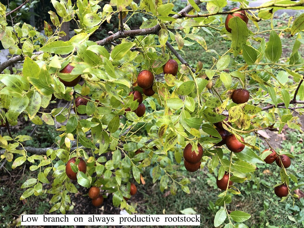 How to increase jujube fruit size + why I'm not getting rid of root ...