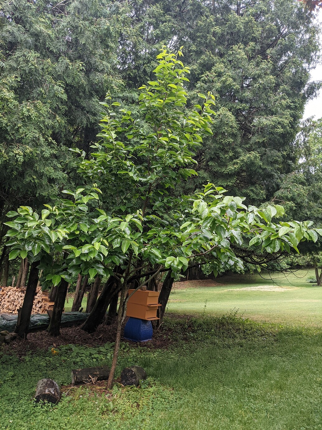 Potted Tam Kam Asian persimmon 2021 - General Fruit Growing - Growing Fruit